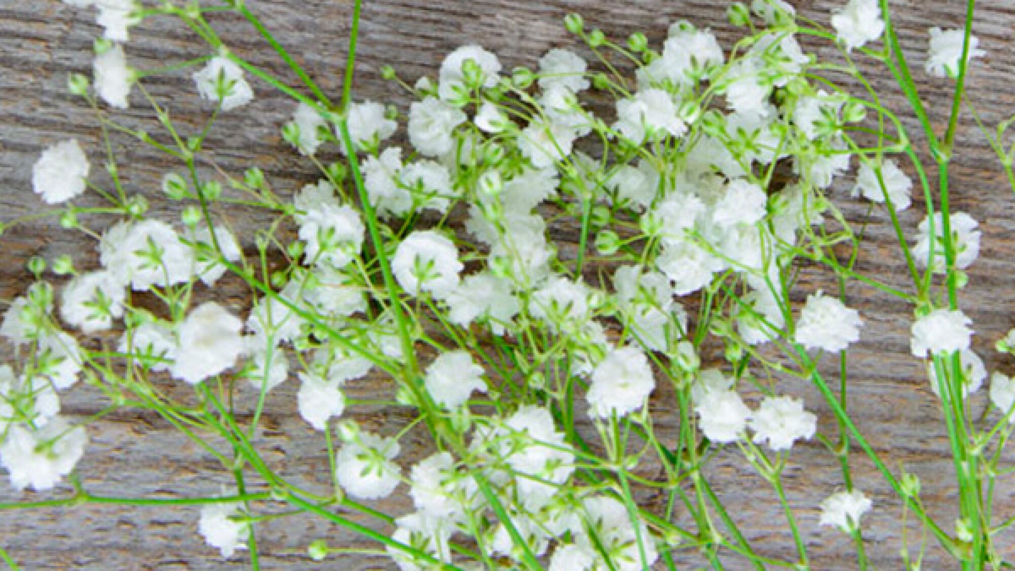 Flor nube: ¿qué significa ponerla en la ofrenda de Día de muertos?