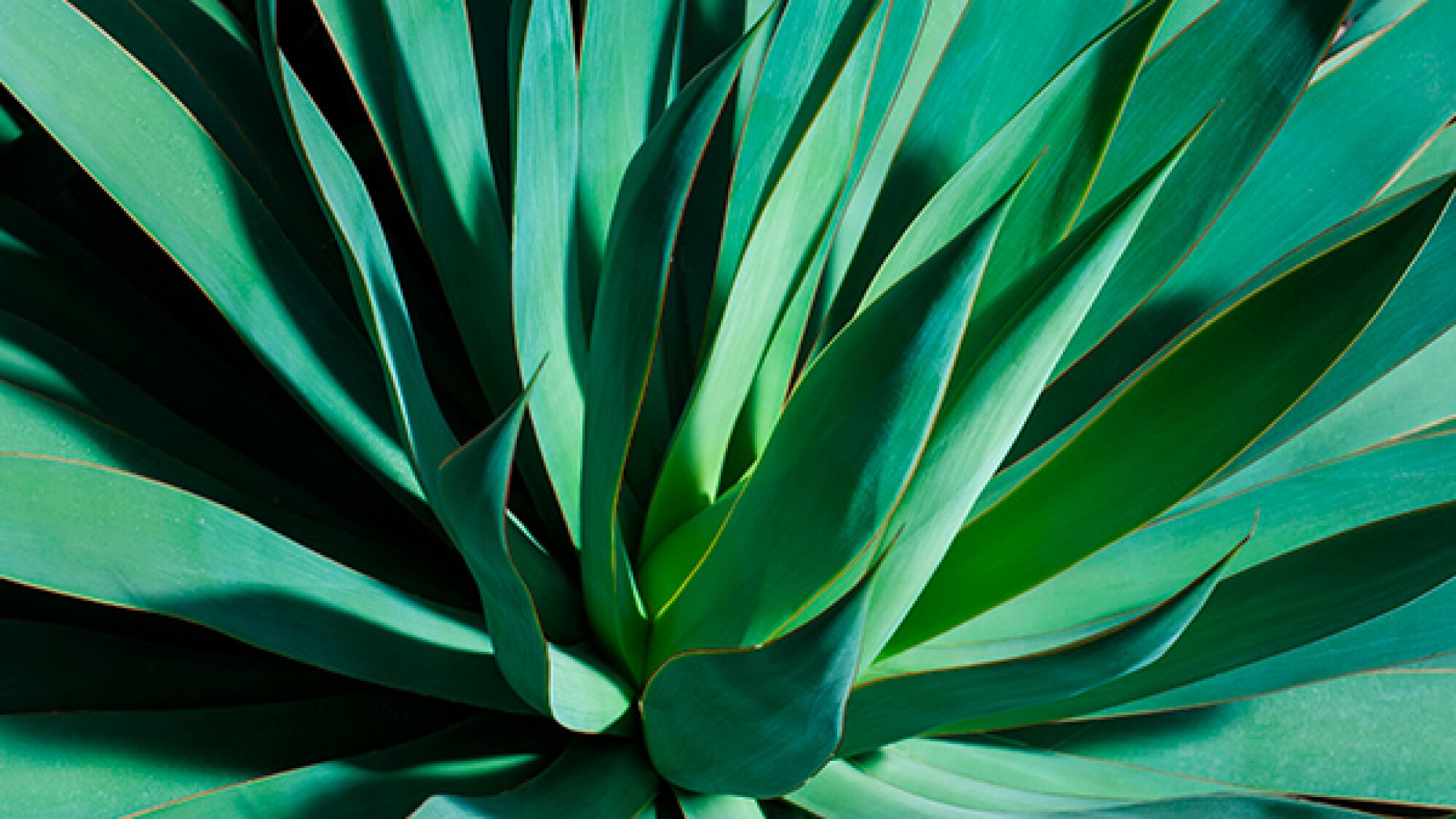 10 beneficios de la miel de agave que te fascinarán