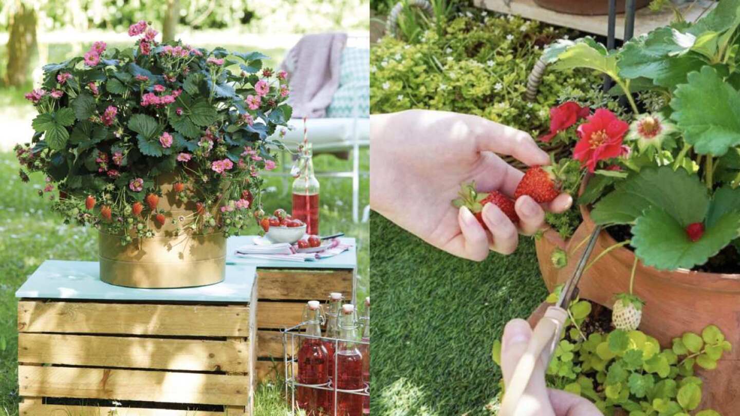 Cómo Plantar Fresas En Maceta Para Tu Jardín U Hogar